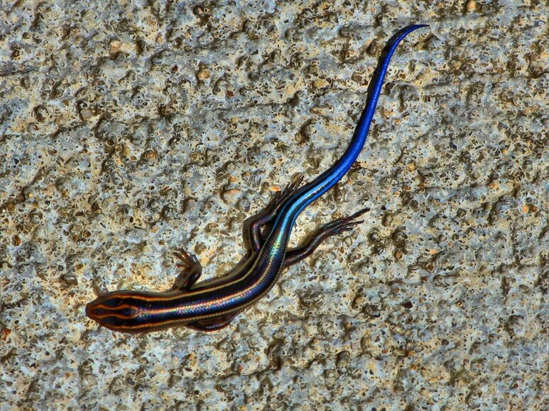 इस जीव को कहते हैं सांप की 'मौसी', नर के बिना दे सकती है बच्चों को जन्म ...