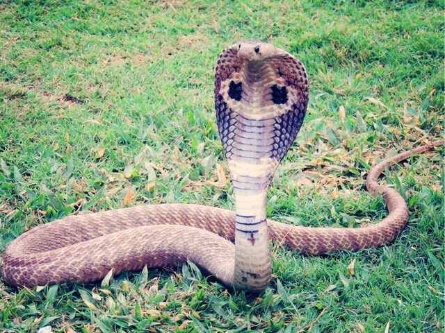how snakes hunt: सांप शिकार कैसे करते हैं? तीन गुना बड़े जानवरों को झट ...
