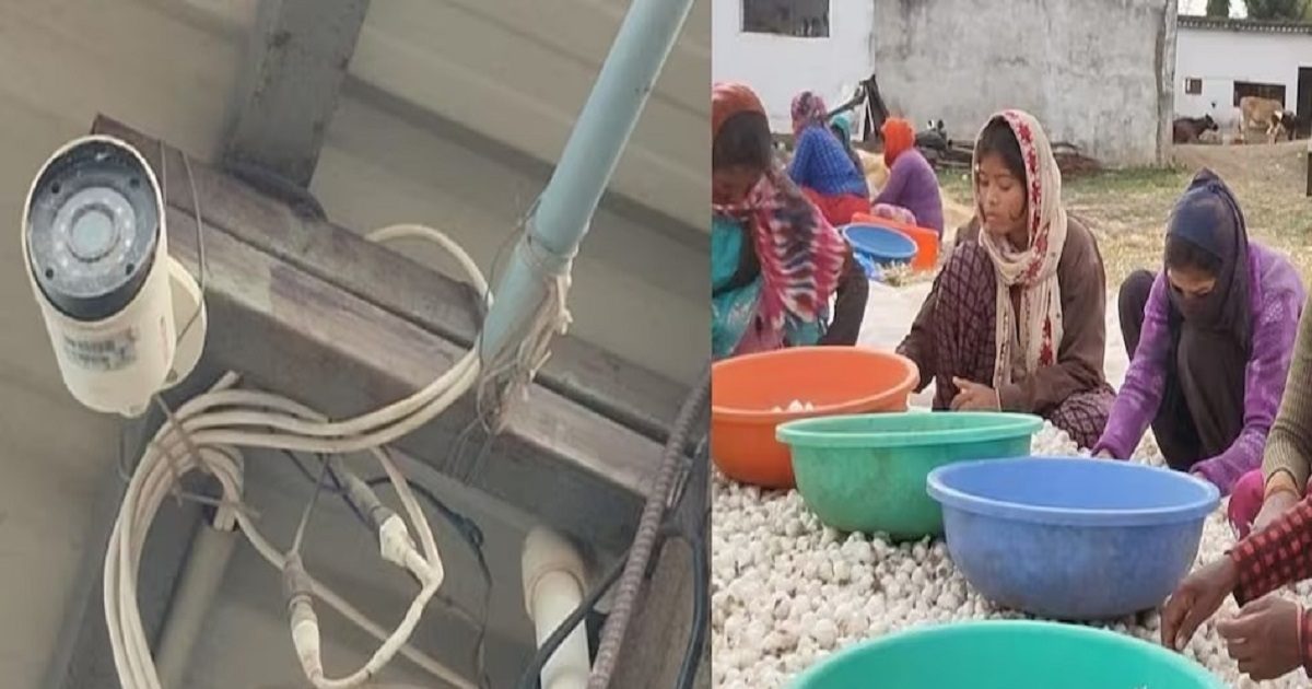 यहां हीरे-जेवरात से कीमती हुए लहसुन, खेतों में लगवाई जा रही 'सीक्रेट ...