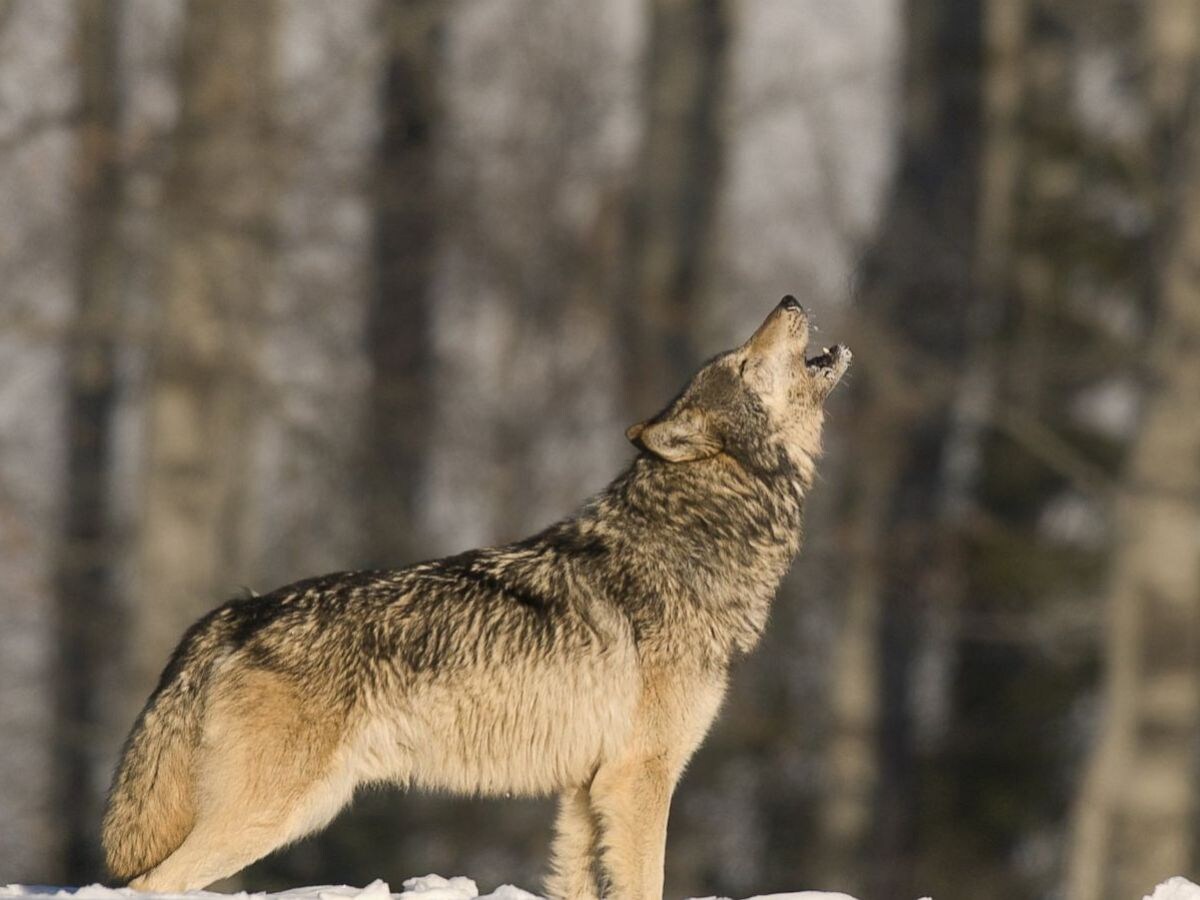 Wolf Pack: आखिर क्यों झुंड में चलते हैं भेड़िये? पूर्णिमा की रात चांद ...