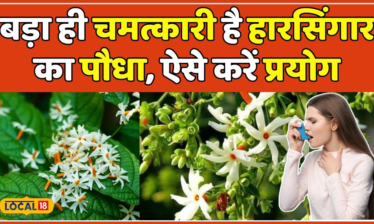 Harsingar Flower Benefits: इन 5 बीमारियों में रामबाण है ये पौधा, ऐसे ...