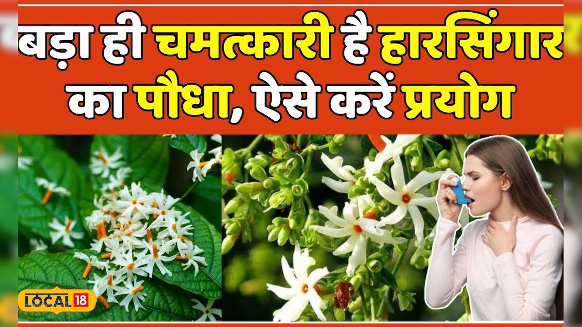 Harsingar Flower Benefits: इन 5 बीमारियों में रामबाण है ये पौधा, ऐसे ...