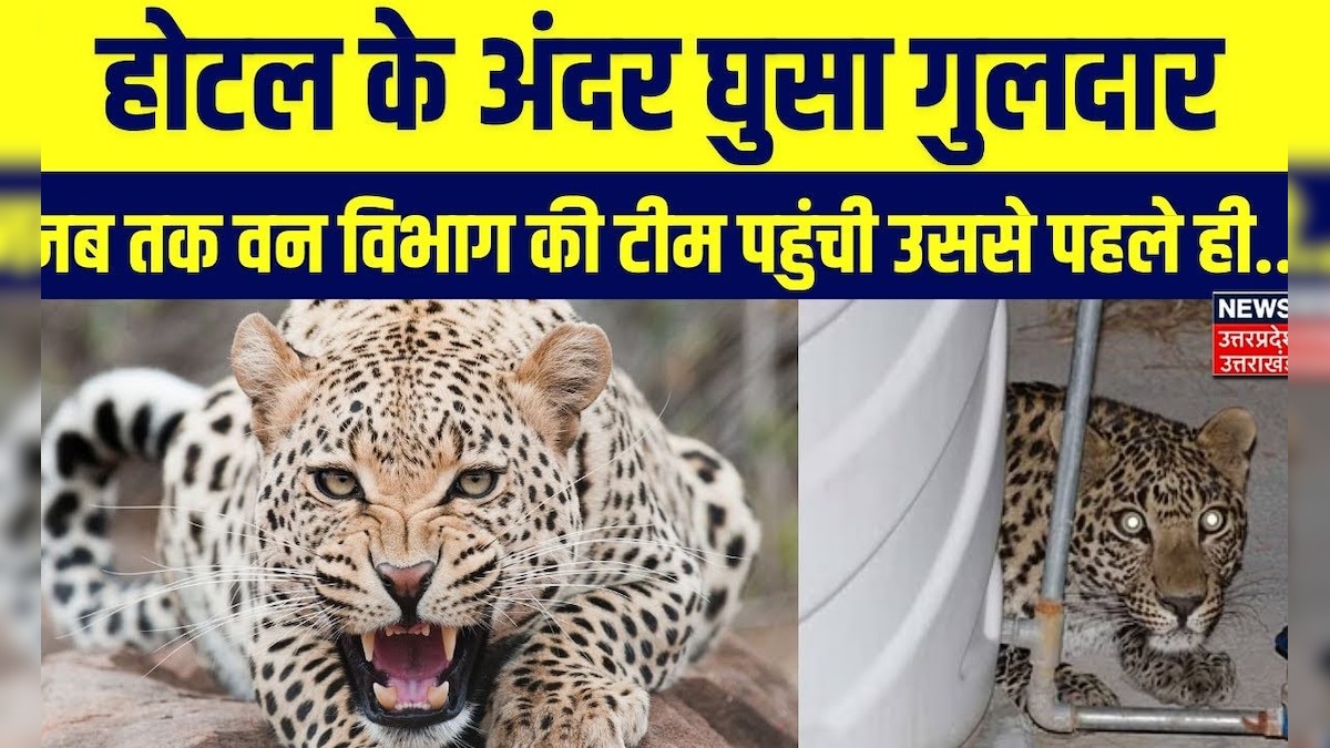 Guldar Terror In Uttarakhand: होटल में घुसा गुलदार, वन विभाग पहुंचा ...