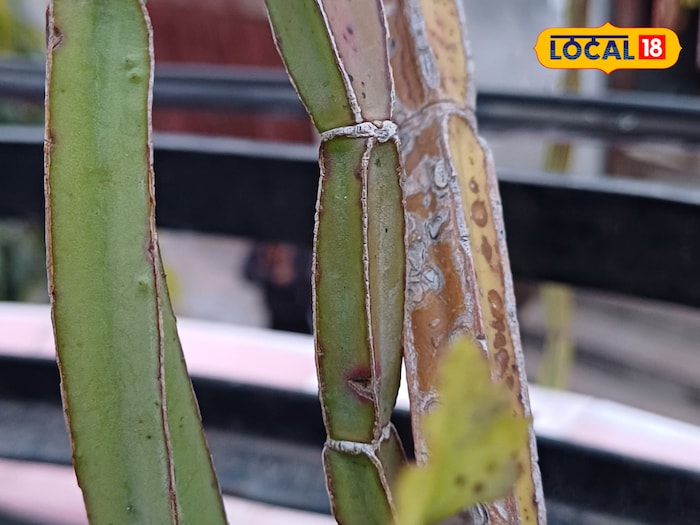 गठिया और हड्डियों की छुट्टी कर देता है यह पौधा, डॉक्टर से जानें ...