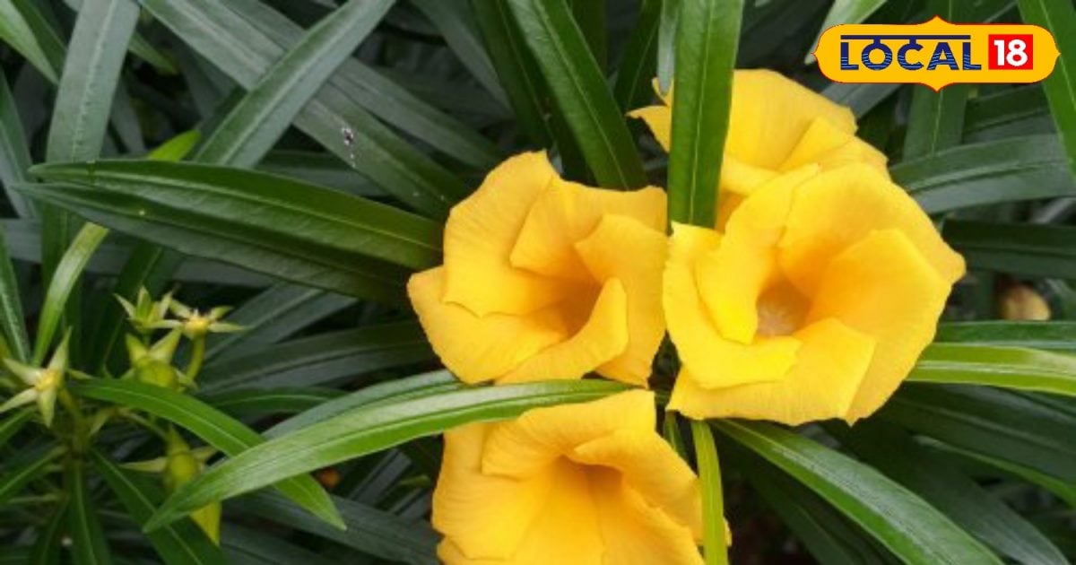 This yellow flower is a panacea for women suffering from period pain ...