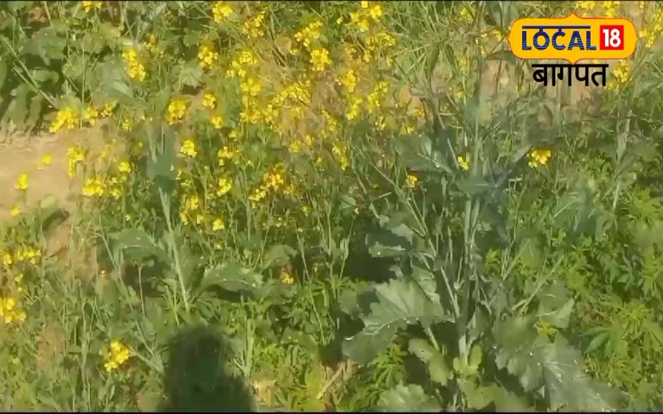 Ratva disease becomes a problem for farmers' crops, thus prevent it in ...