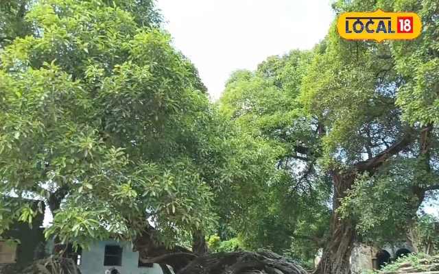 सैकड़ों वर्ष पुराने इस वृक्ष में नहीं है जड़, इस महंत के दातुन से हुई ...