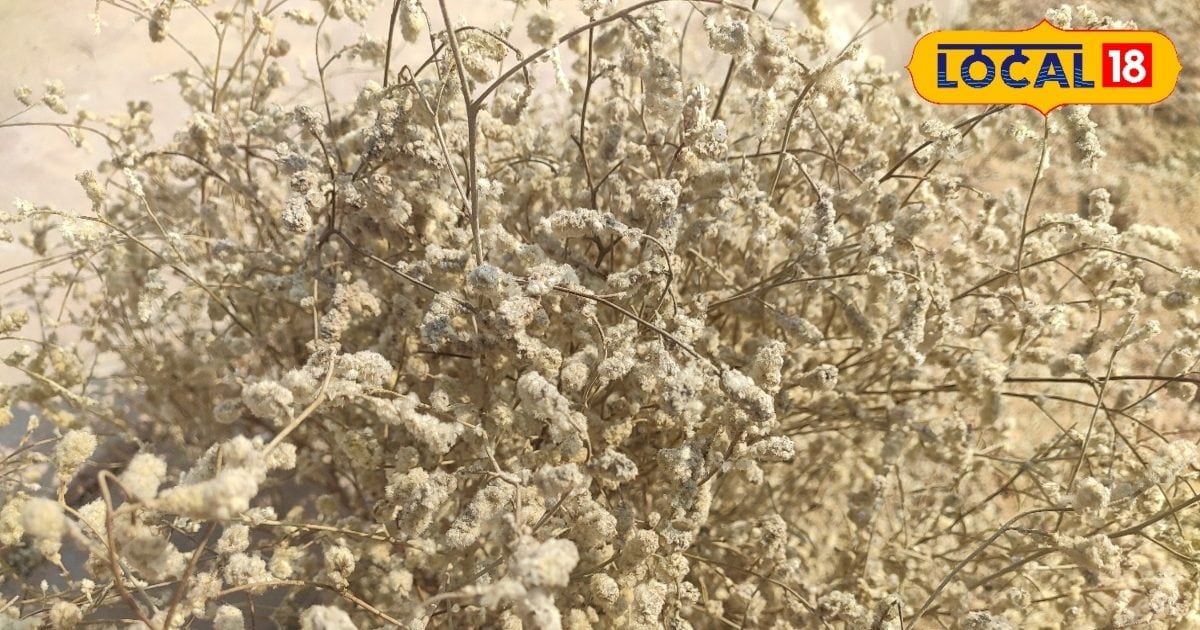 this wild plant is a treasure trove of medicinal properties