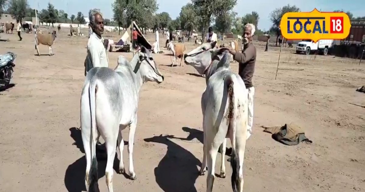 nagauri bull of nagaur is world famous,know what is the specialty
