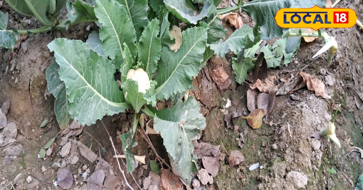 Bulandshahr's cauliflower is famous in Delhi NCR - News18 हिंदी