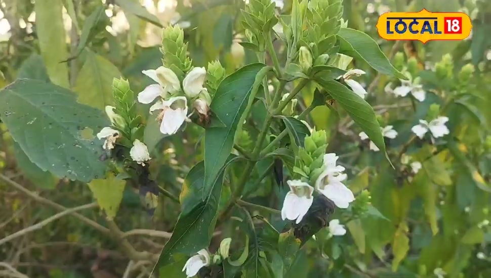 This plant is full of medicinal properties and has countless health ...