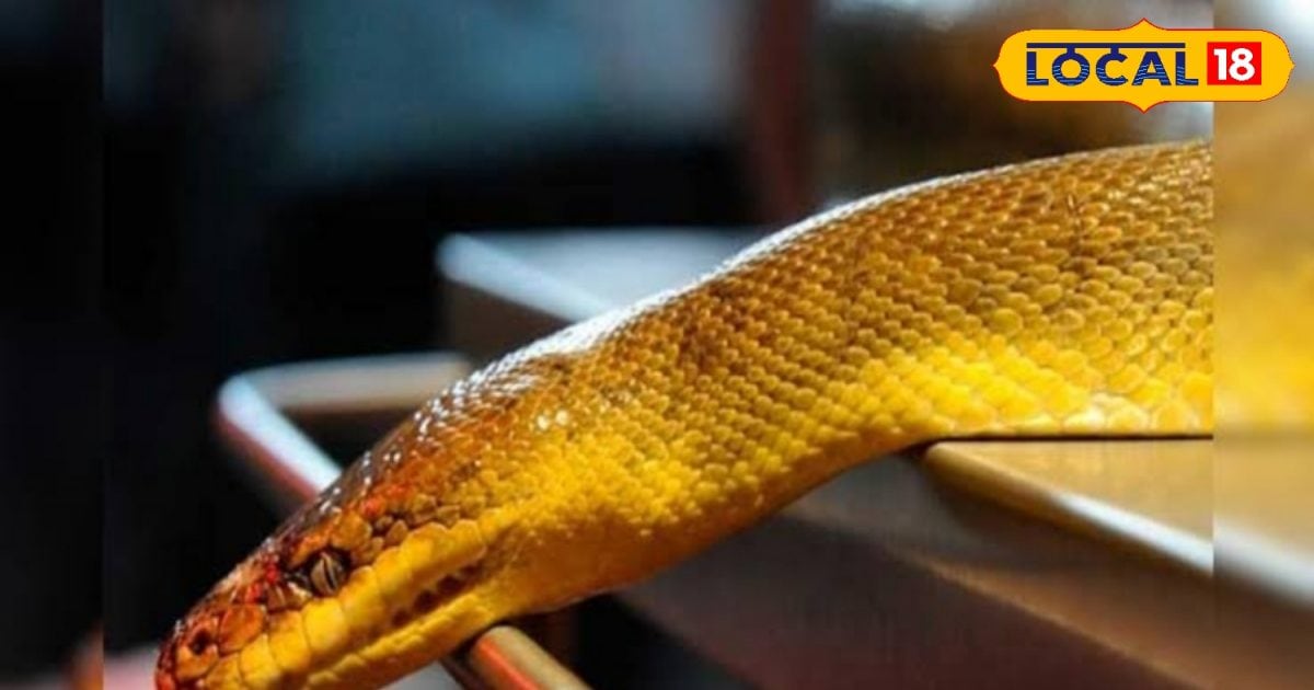 The king of snakes sat coiled on the roadside, people did not run away ...
