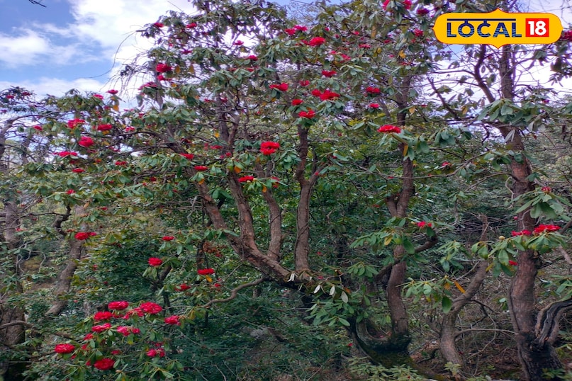 The state flower of Uttarakhand, Buransh, has many medicinal properties ...