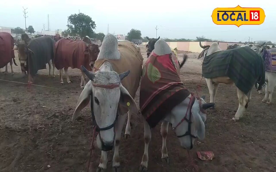 demand for nagauri bulls increased in maharashtra and madhya pradesh ...