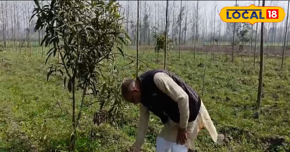 The farmer used an amazing solution, grew five crops in one field, and ...