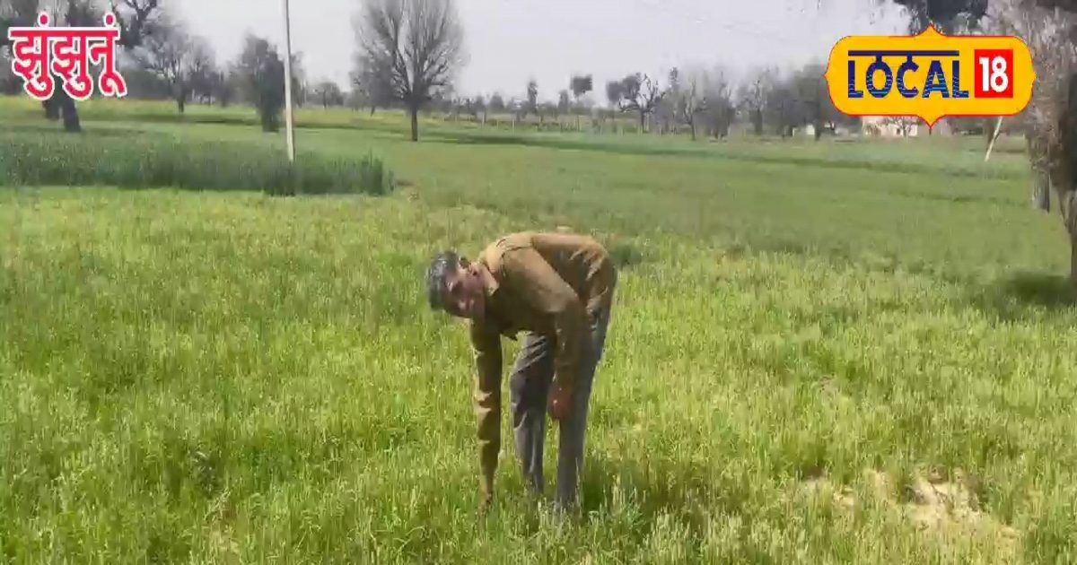 Jhunjhunu farmer's innovation in farming, nigella crop flourishing in ...