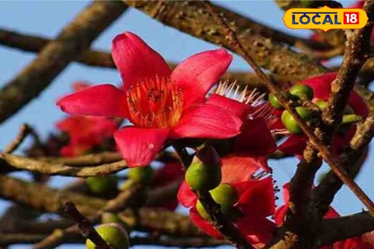 Benefits of Semal tree it is rich in medicinal properties - News18 हिंदी