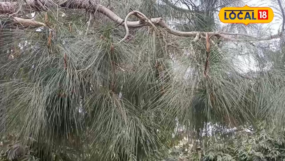 This tree works as a panacea for swelling and pain in any part of the ...