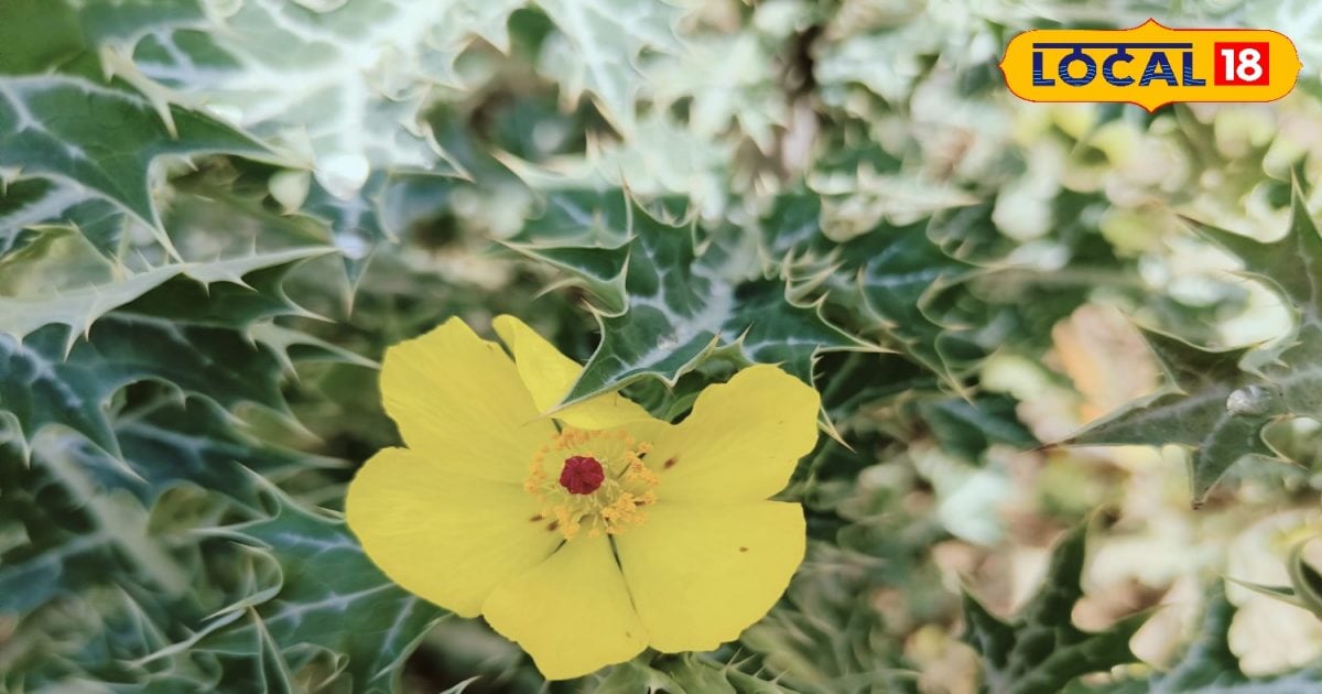 Satyanashi plant benefits: नाम खतरनाक, लेकिन औषधीय गुणों से भरपूर... हर ...