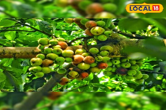 Gular or timla fruit benefits it can cure many diseases - News18 हिंदी