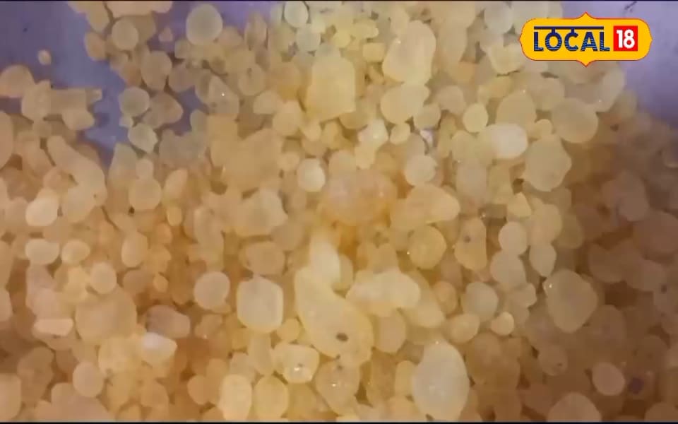 पेट संबंधी बीमारियों के लिए रामबाण है रूमी मस्तगी, ऐसे करें पहचान ...