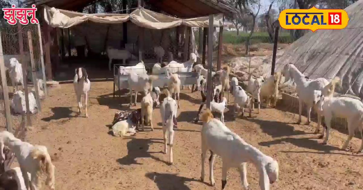 Farmer is earning good profit from goat rearing, started with five ...