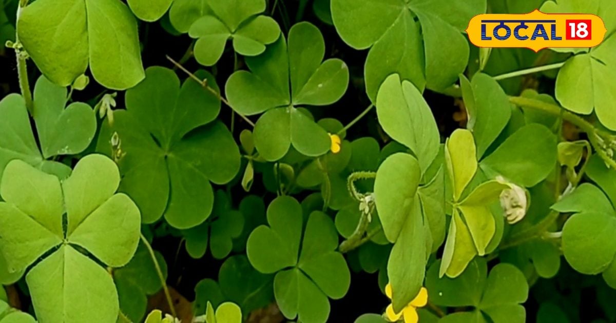 benefits of changeri plant: स्किन हो या पेट की समस्या, दांतों का भी ...