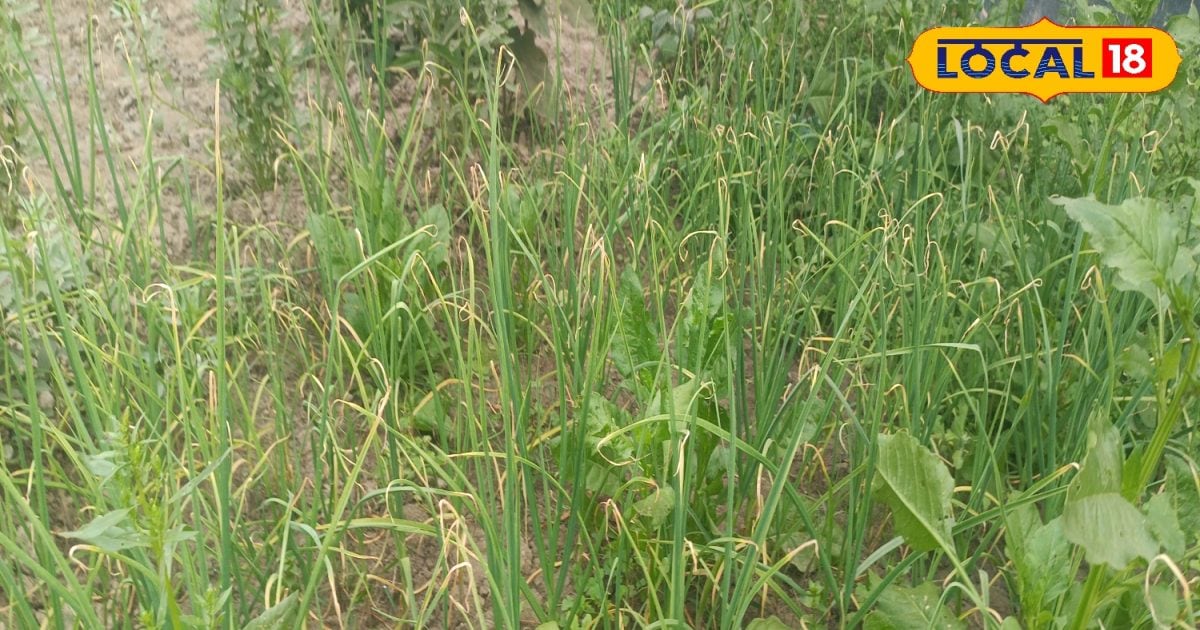 farmer worried about the thrips kit used in garlic and onion ...