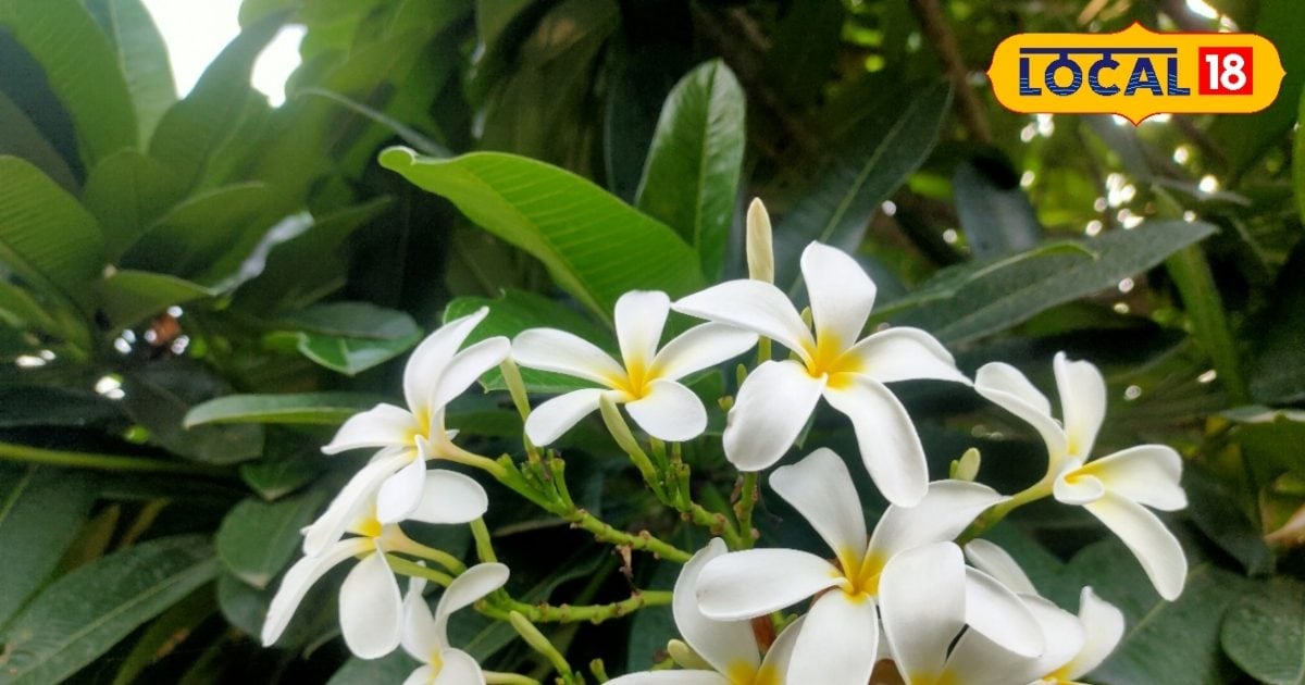 know-the-story-why-ketki-flower-is-not-offered-to-lord-shiva महादेव की ...