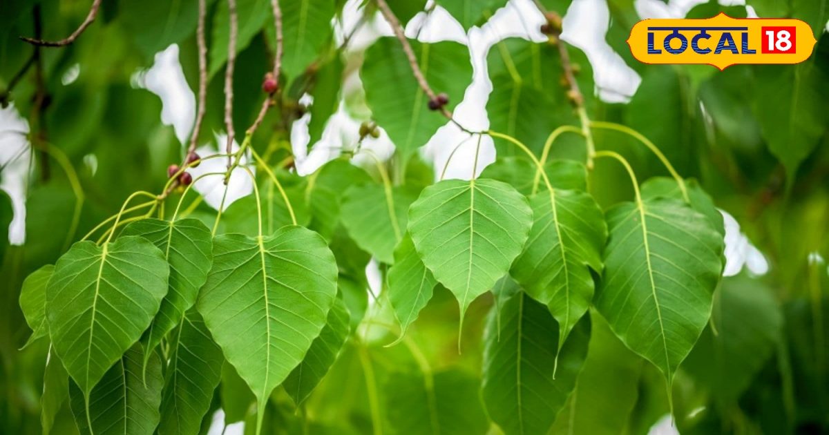 शुगर, लिवर, हार्ट, अस्थमा कई बीमारियों में रामबाण है ये पेड़...जानें ...