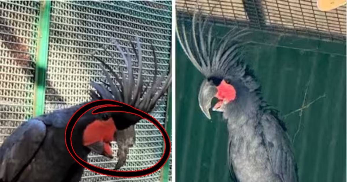 अनंत अंबानी के वनतारा में लूना को मिला नया जीवन, सड़ने के कगार पर थी ...