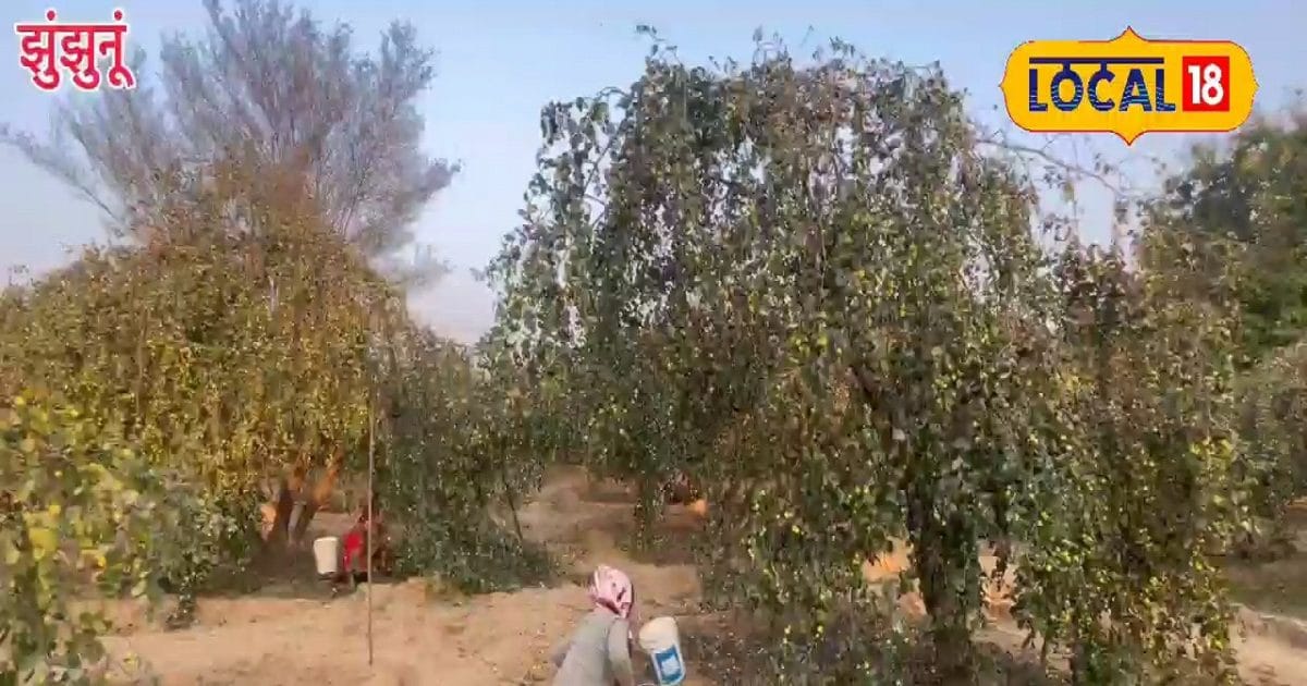 A Jhunjhunu farmer's luck shines through bush cultivation, after seeing ...
