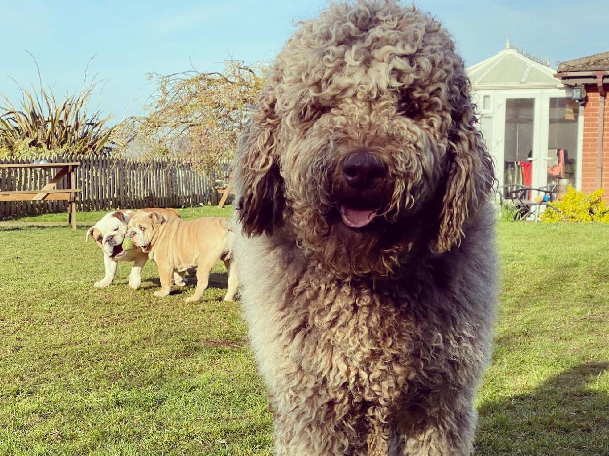 कुछ ज्यादा है लाड़ला है ये बुलडॉग, 6 फुट का हो गया, फिर करता है पपी की ...