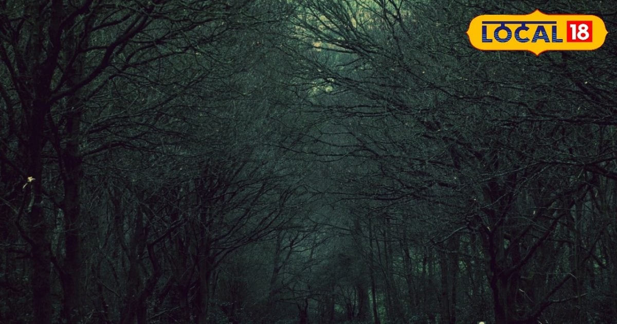 Whose crying sound comes from the forest as the day sets, know from the ...
