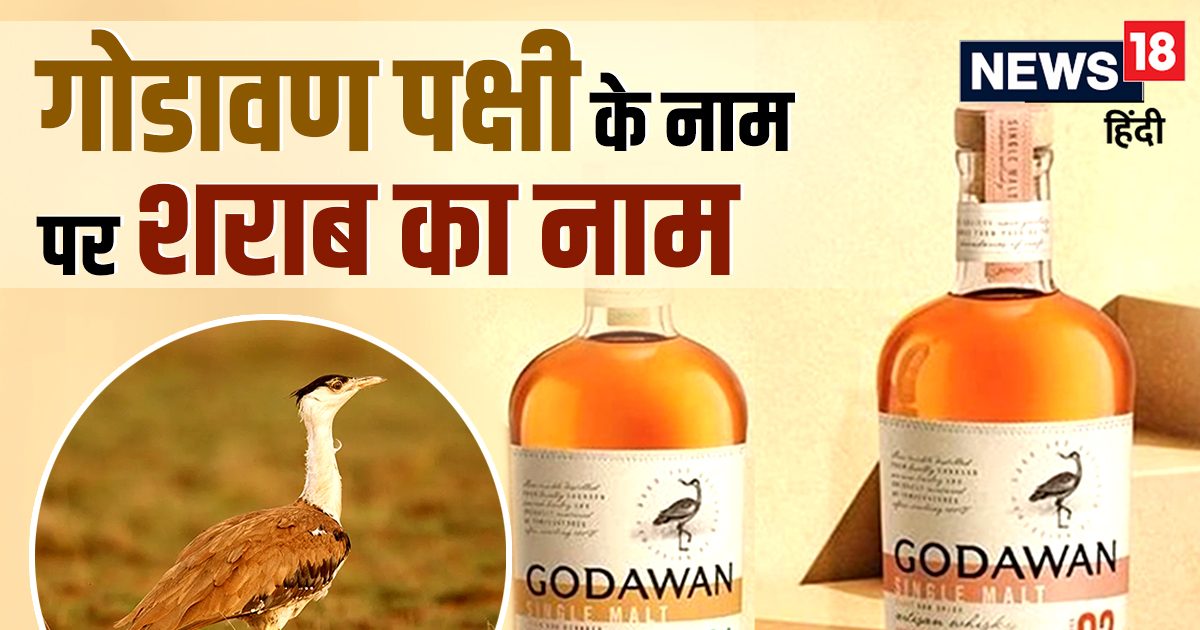 गोडावण: लुप्त हो रहे पक्षी के संरक्षण में मदद के लिए बनाई गई व्हिस्की ...