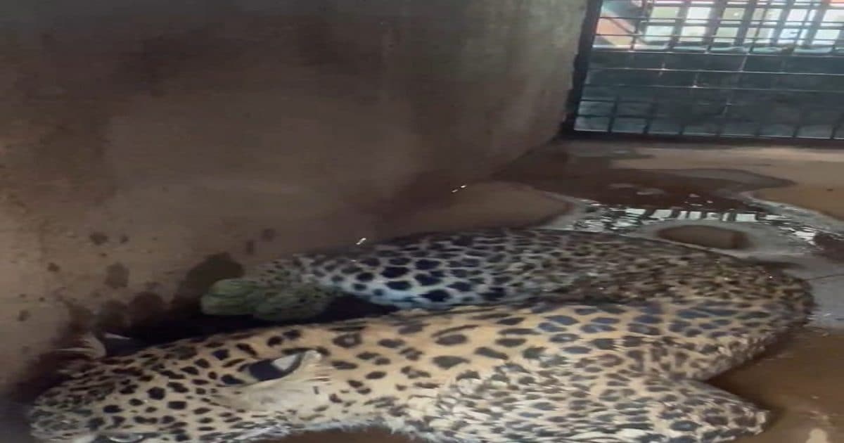 Man-eating leopards are kept in this zoo of Gorakhpur, they start ...