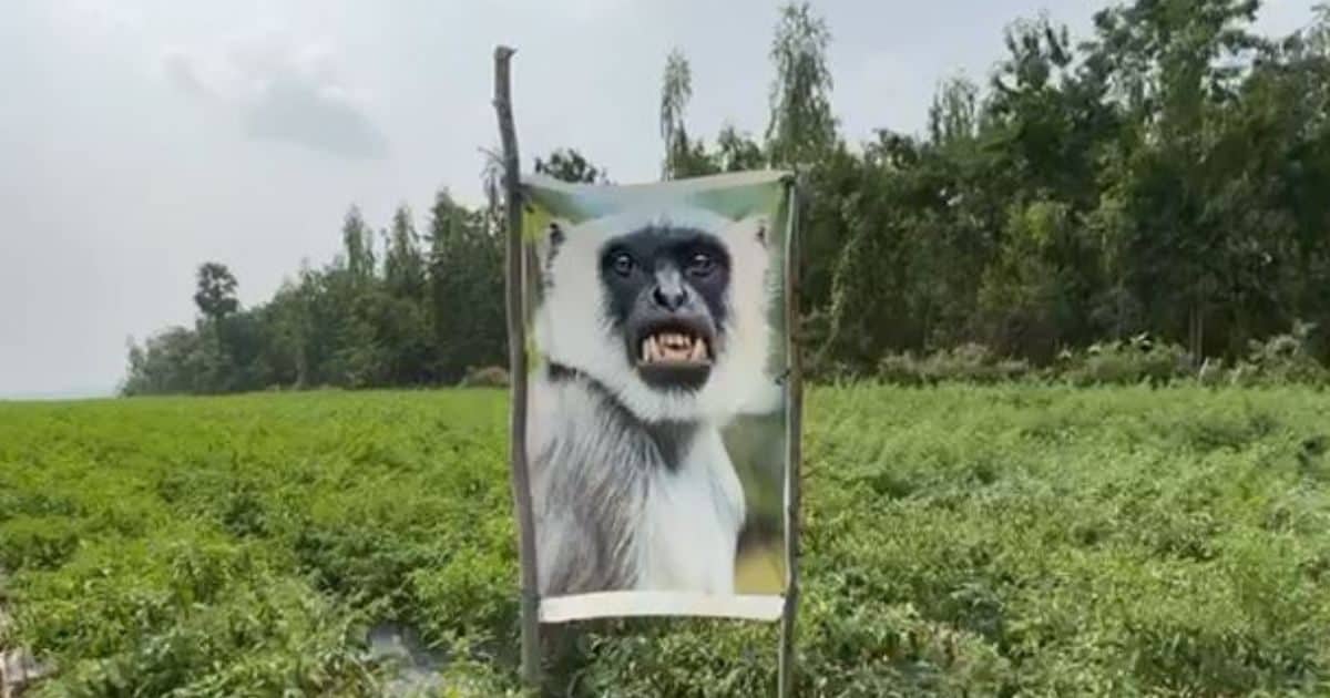 फसलों और सब्जियों को करते थे तबाह, बंदरों के आतंक से खौफ में किसान, अब ...