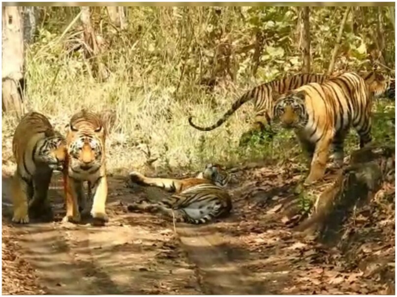 Why do tigresses kill their cubs why do tigers attack each other ...