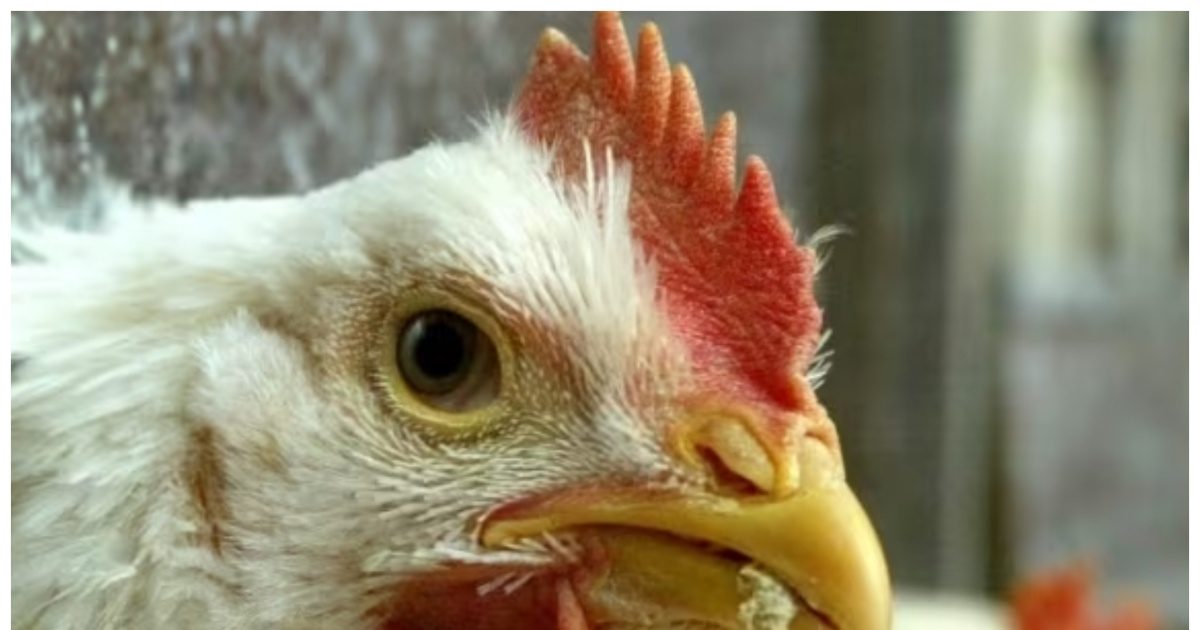 1,33,000 किलो चिकन चुरा ले गए चोर, छककर की पार्टी, खरीदा टीवी-फ्रिज और ...