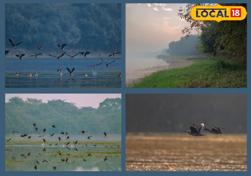 This bird sanctuary of Bihar became a destination for rare migratory ...