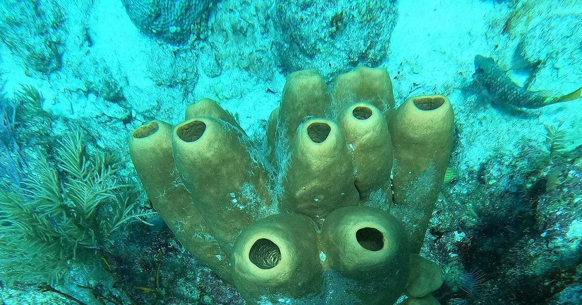 लंबी उम्र, सैकड़ों आकार, हैरत में डालती हैं इस जीव की खूबियां, किसी को ...