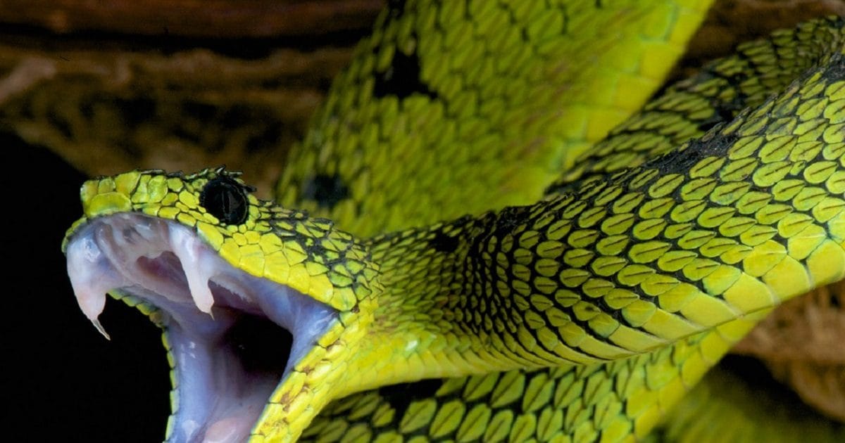 बिना पैर की छिपकलियों से पनपे थे सांप, बहुत तेजी से हुआ था ये, क्या आप ...