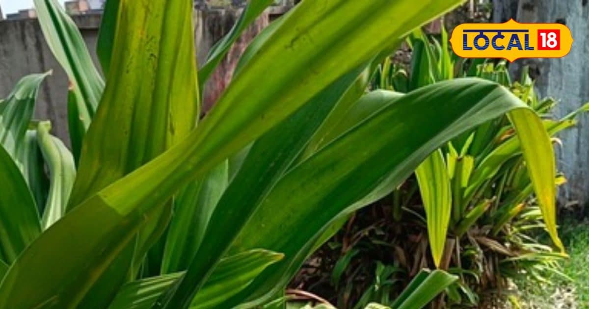 हड्डियों के दर्द के लिए किसी वरदान से कम नहीं ये सफेद फूलों वाला पौधा ...