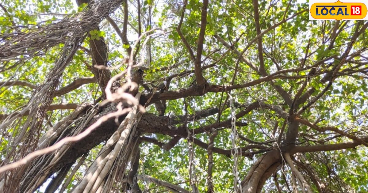 nature wonder 350 year old banyan tree in Satara spreaded over 5 acres ...