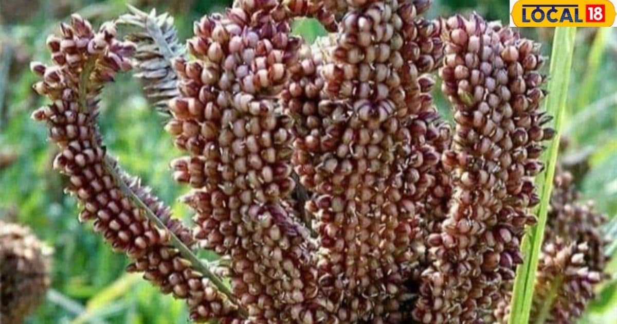 check production of ragi cereals in 1 hectare - News18 हिंदी
