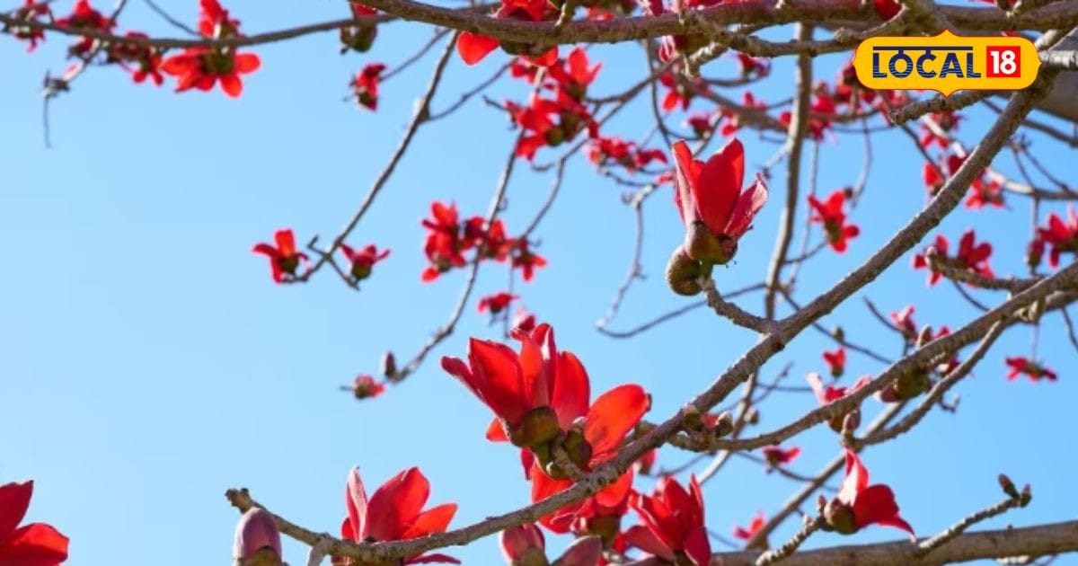 पहाड़ों पर मिलता है ये पौधा...जड़ और फूल है गंभीर बीमारियां में रामबाण ...