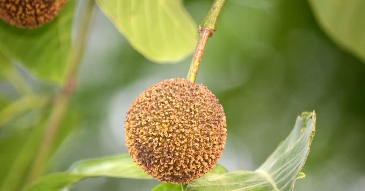 घर में लगाएं कदम्ब का पौधा, 5 आसान गार्डनिंग टिप्स की लें मदद, तेजी से ...