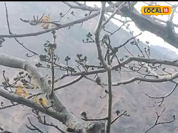 पहाड़ों पर मिलता है ये पौधा...जड़ और फूल है गंभीर बीमारियां में रामबाण ...