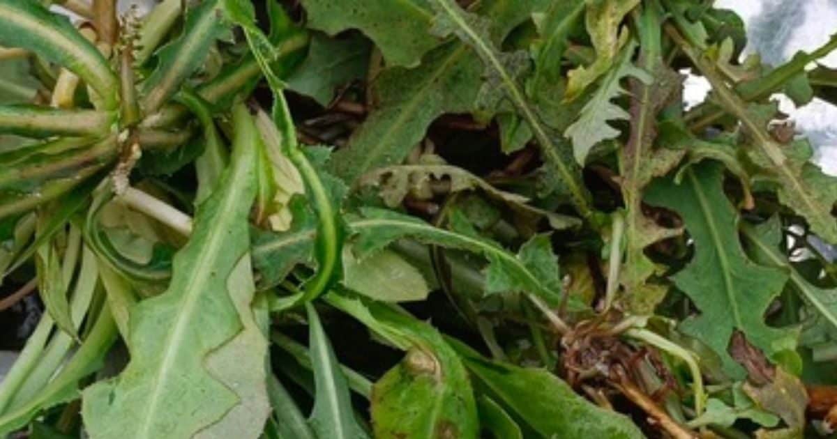 फूलगोभी जैसी दिखने वाली ये सब्जी है बेहद चमत्कारी, चेहरे को बनाती है ...