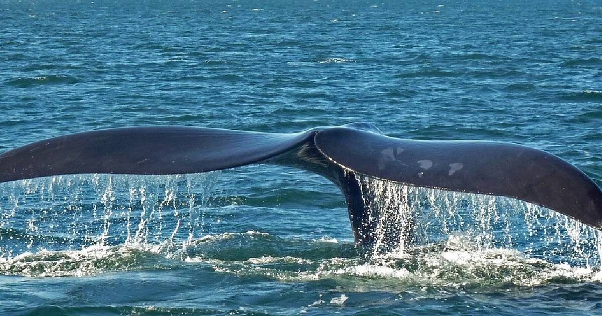 कम लोग जानते हैं इन व्हेल के बारे में, ज्यादातर खत्म होने की कगार पर ...